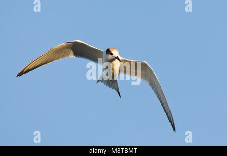 Forster's Tern (Sterna forsteri Stock Photo - Alamy