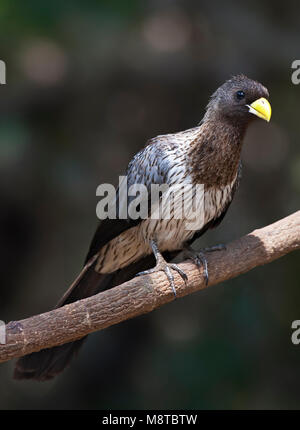 Western Plantain-eater (Crinifer piscator Stock Photo - Alamy