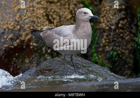 Grey Gull (Leucophaeus modestus Stock Photo - Alamy