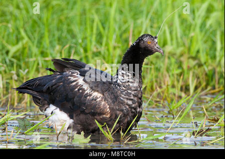 Anioema, Horned Screamer, Anhima cornuta Stock Photo - Alamy