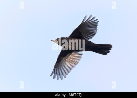 Eurasian Blackbird (Turdus merula Stock Photo - Alamy