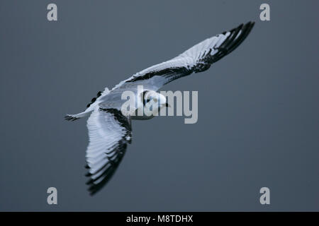 Black-legged Kittiwake immature flying; Drieteenmeeuw onvolwassen ...