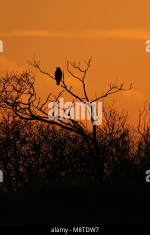 Common Buzzard perched in tree Stock Photo - Alamy