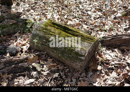 Decaying fallen tree trunk left to rot on forest floor as dead wood ...
