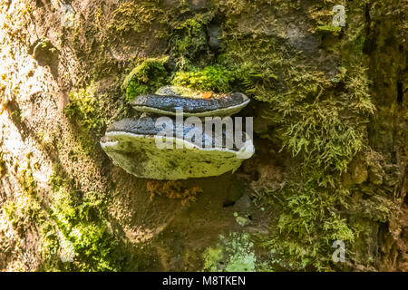 Bracket fungi (Ganoderma sp.) on decaying wood. Photographed in the ...