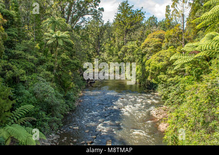 Waipoua River, Waipoua Forest, Kauri Coast, Northland Region, North ...