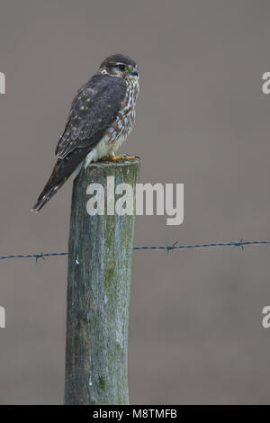 Smelleken op paal; Merlin on a post Stock Photo - Alamy