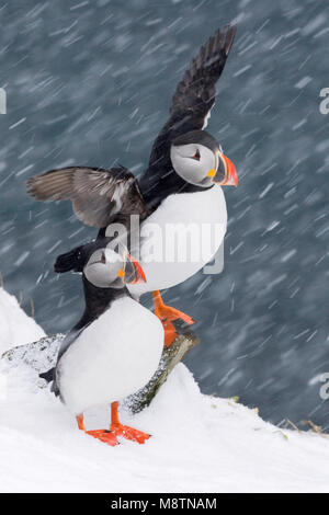 Puffins (Fratercula arctica) in snow in winter plumage, Norway, March ...