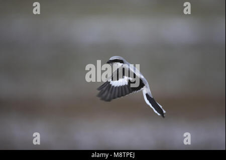 Great Grey Shrike adult hovering; Klapekster volwassen biddend Stock Photo - Alamy