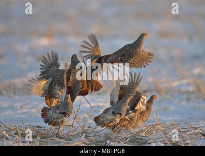 grey partridge (Perdix perdix), flying flock, Finland Stock Photo ...