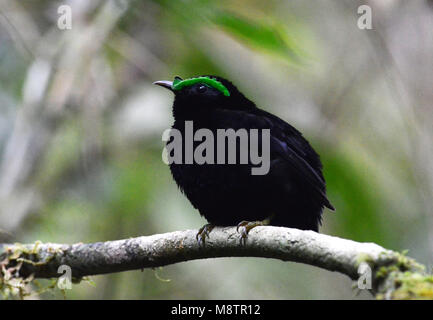 Fluweelasitie, Velvet Asity Stock Photo - Alamy