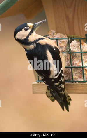 A great spotted woodpecker perched on a tree Stock Photo - Alamy