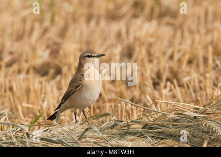 Izabeltapuit, Isabelline Wheatear, Oenanthe isabellina Stock Photo - Alamy