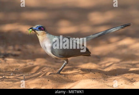 Running Coua (Coua cursor), an endemic species from the semiarid ...