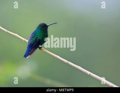 Blauwbuikamazilia, Steely-vented Hummingbird, Amazilia saucerottei ...