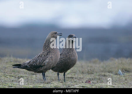 Paartje Grote Jagers; Pair of Great Skuas Stock Photo - Alamy
