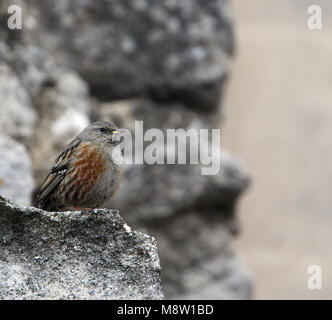 Alpenheggenmus zittend op rand van afgrond; Alpine Accentor perched on ...