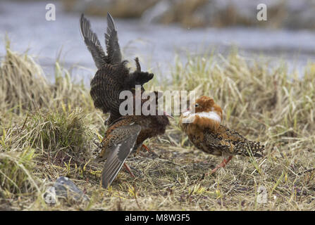 Ruff male lekking; Kemphaan man baltsend Stock Photo - Alamy