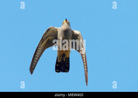 Koekoek vliegend; Common Cuckoo flying Stock Photo - Alamy