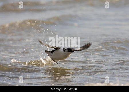Little Auk flying from surface water; Kleine Alk opvliegend van het ...