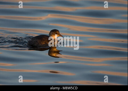 Little Grebe winter plumage; Dodaars winterkleed Stock Photo - Alamy