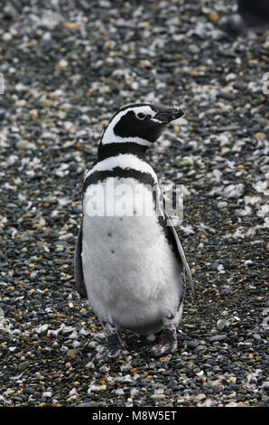 Magelhaenpinguin op het strand; Magellanic Penguin on the shore Stock ...