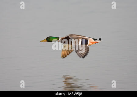 Mallard male flying; Wilde Eend man vliegend Stock Photo - Alamy