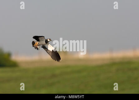 Northern Lapwing flying; Kievit vliegend Stock Photo - Alamy