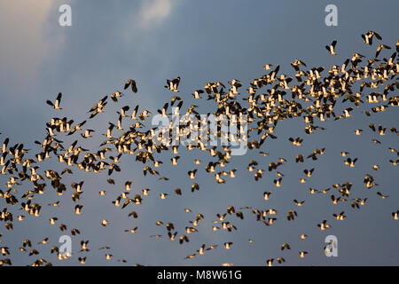 Northern Lapwing flock flying; Kievit groep vliegend Stock Photo - Alamy