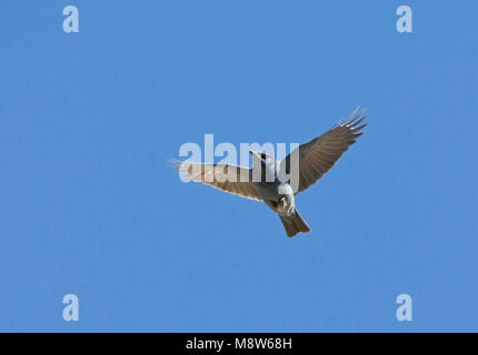 Pinyongaai, Pinyon Jay flying Stock Photo - Alamy