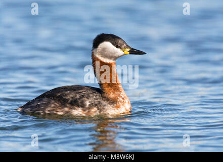 Red-necked Grebe in breeding plumage, swimming in pond water, Fish ...