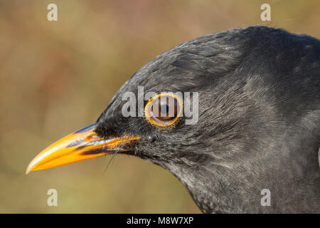 Merel man portret; Eurasian Blackbird male portrait Stock Photo - Alamy