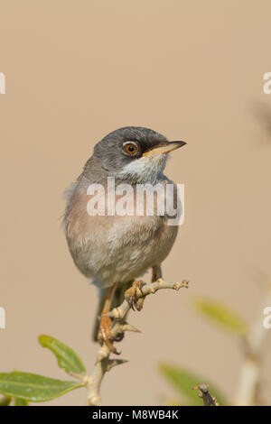 Spectacled Warbler Male Sylvia conspicillata perched Cyprus April Stock ...