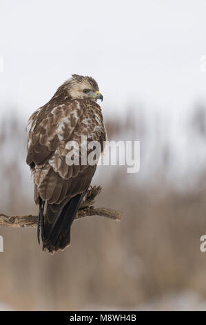 A Common Buzzard perched on a branch with a soft, blurred background ...