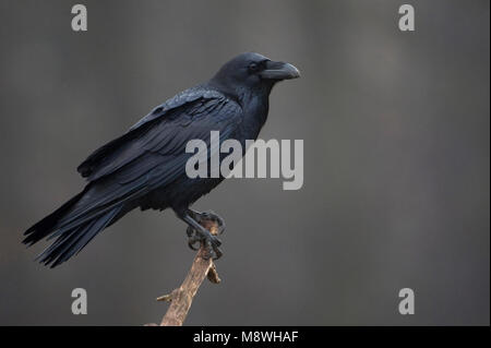 Raaf zittend; Common Raven perched Stock Photo - Alamy