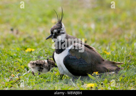 Kievit met jong; Northern Lapwing with young Stock Photo - Alamy
