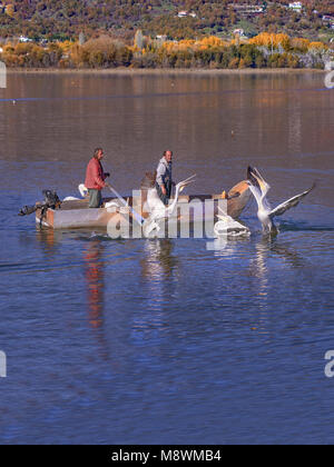 Pelicans begging for food while fishermen raise their fishing nets in ...
