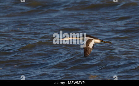 Vliegende Fuut in winterkleed, Non-breeding Great Crested Grebe in ...