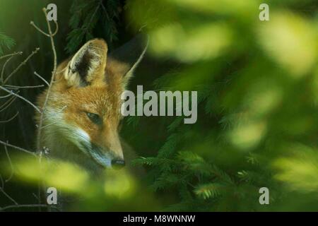 A Red fox portrait taken in surrey, england, during the spring Stock ...