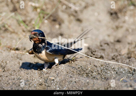 Boerenzwaluw modder verzamelend voor zijn nest; Barn Swallow gathering ...