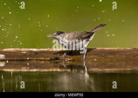 Blackcap Sylvia atricapilla male adult warbler bird with black cap on ...