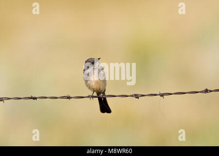 Say-phoebe, Says Phoebe Stock Photo - Alamy