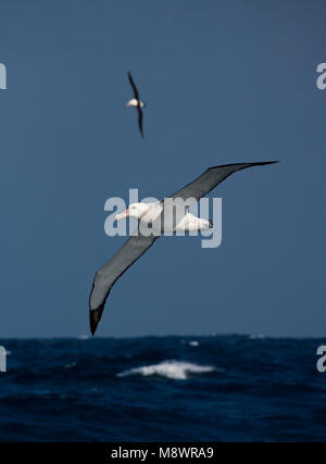 Grote Albatros vliegend; Snowy (Wandering) Albatross flying Stock Photo ...