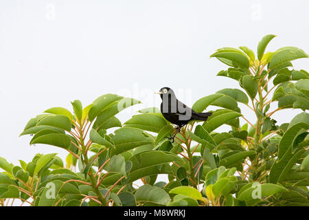 Spectacled Tyrant (Hymenops perspicillatus Stock Photo - Alamy