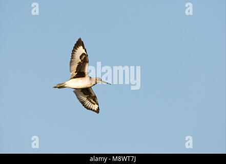 Willet in vlucht; Western Willet flying Stock Photo - Alamy