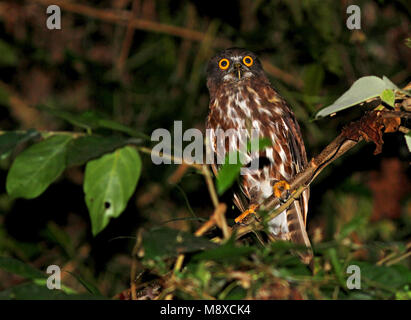 Filippijnse Boeboekuil, Chocolate Boobook, Ninox randi Stock Photo - Alamy
