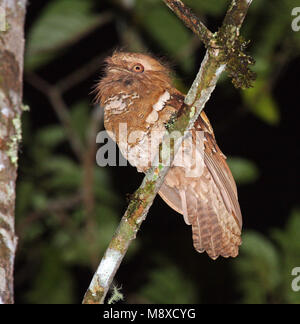 Philippine frogmouth (Batrachostomus septimus) in Rajah Sikatuna ...