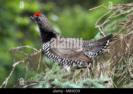 Arctic, Alaska, a male spruce grouse displays for females from a dead ...