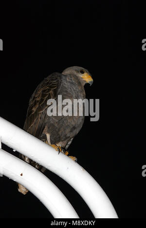 Cuban Black Hawk (Buteogallus gundlachii) perched on a branch in Cuba ...