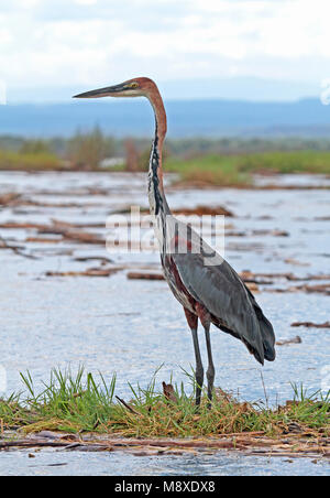 Goliath heron, reuzenreiger Stock Photo - Alamy